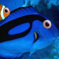 Elegoo Neptune 3 Pro Nozzle Wiper - Tang Fish | Nexprint: Free 3D Model ...